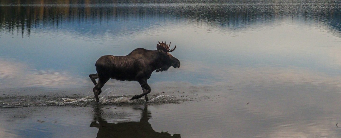 Best Moose Tours In New Hampshire | Visit Northern NH