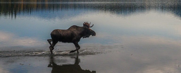 Best Moose Tours In New Hampshire | Visit Northern NH